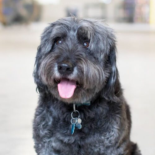 Our Team - Dante Valve Company